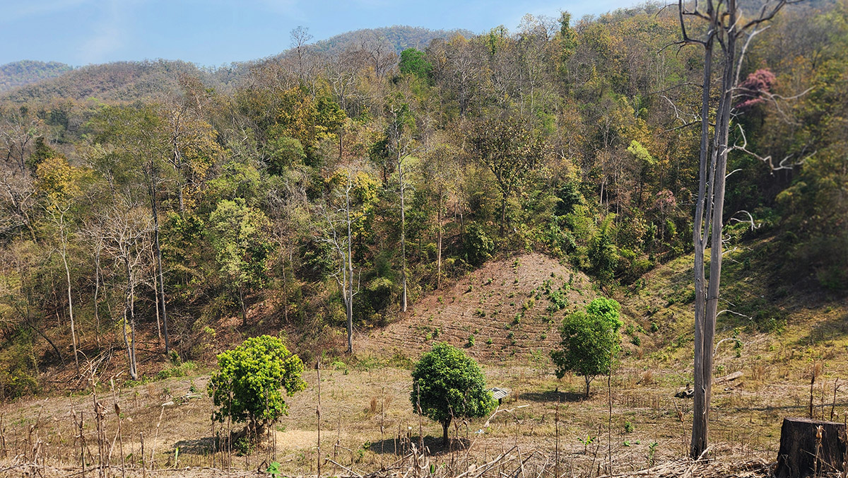 Site Visit, Thailand, 2025 (Gallery, Design for Conservation)
